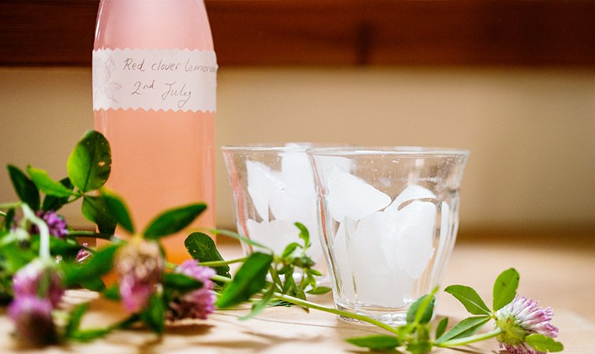 Freshly Foraged Red Clover Lemonade Recipe