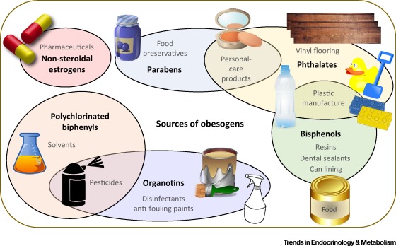 Endocrine Disruptors