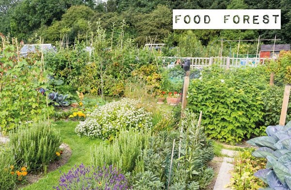 Food Forests: How To Plan a Family-Friendly Forest Garden - Green Child