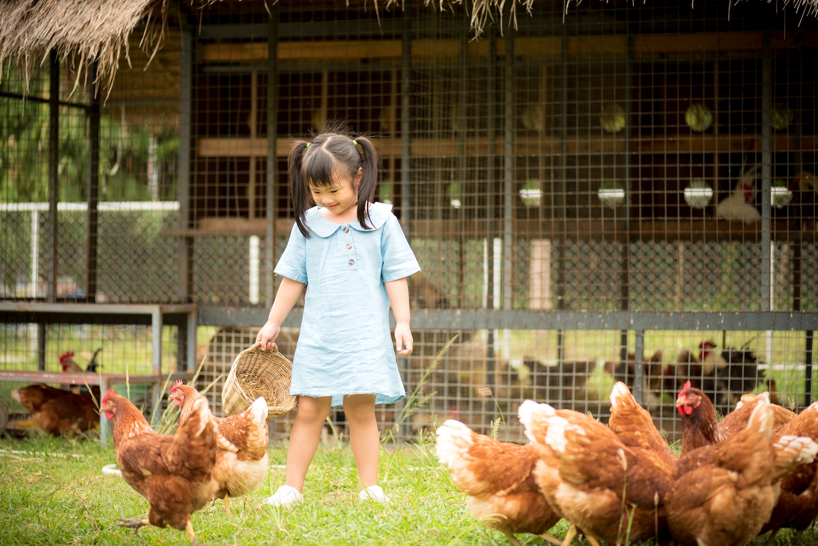 Children and Chickens: The Benefits of Backyard Chickens