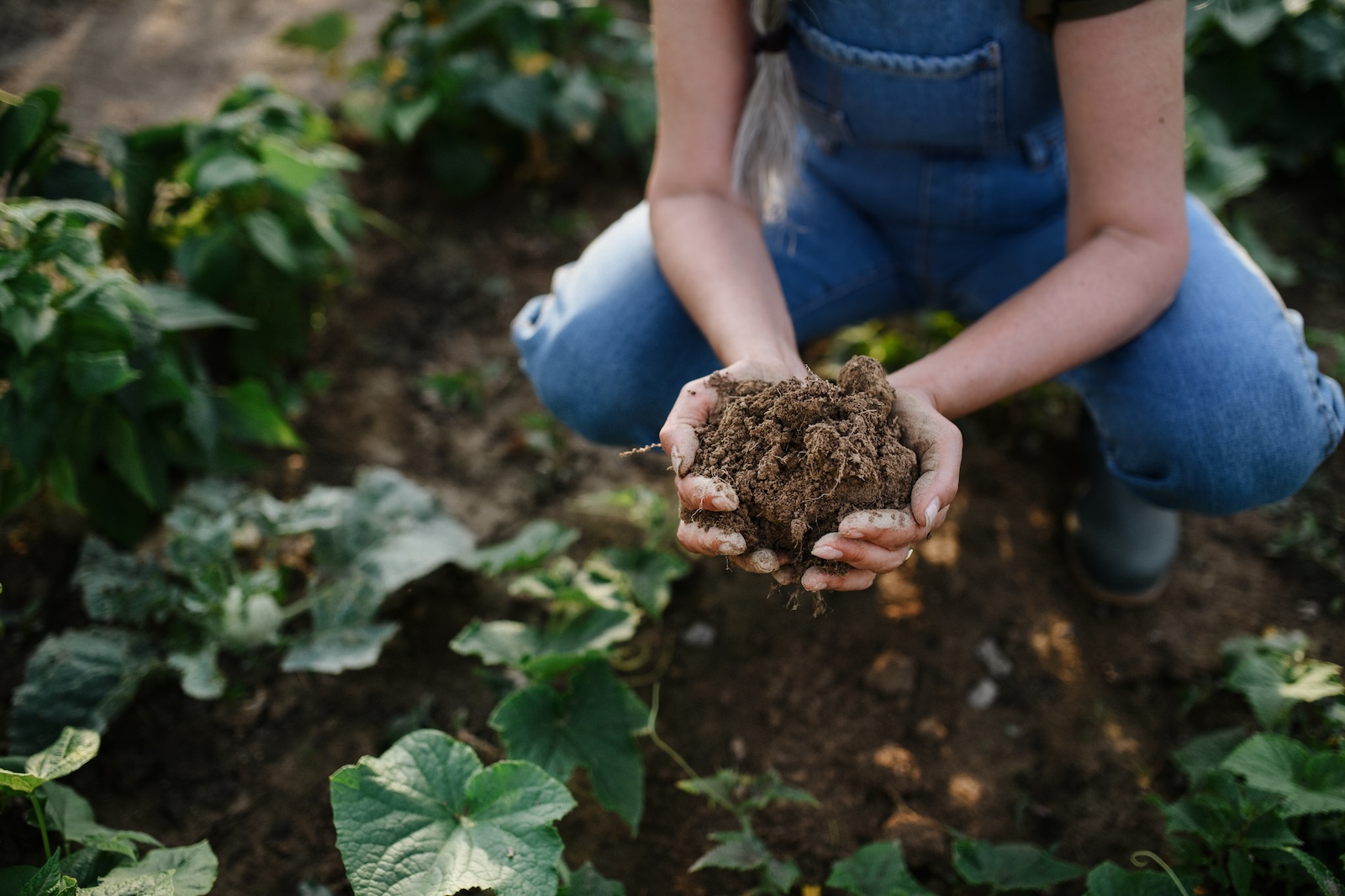Regenerative Agriculture and the Future of Food - Green Child Magazine